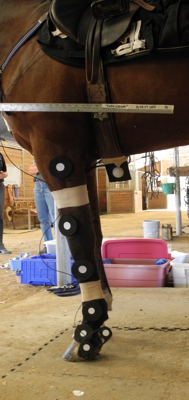 Preventing Horse Injury in Arenas | UC Davis Engineering